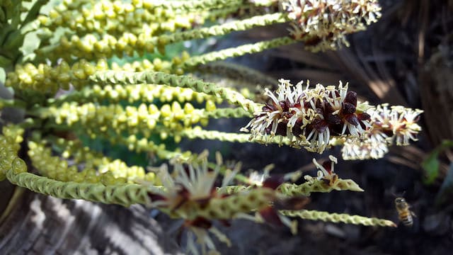 Palmiste blanc (Dictyosperma album) - Fiche botanique | Conservation Nature