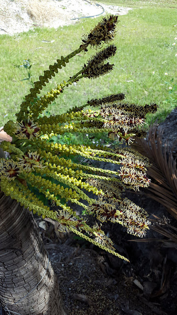 Palmiste blanc (Dictyosperma album) - Fiche botanique | Conservation Nature