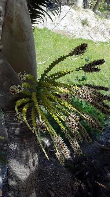Palmiste blanc (Dictyosperma album) - Fiche botanique | Conservation Nature