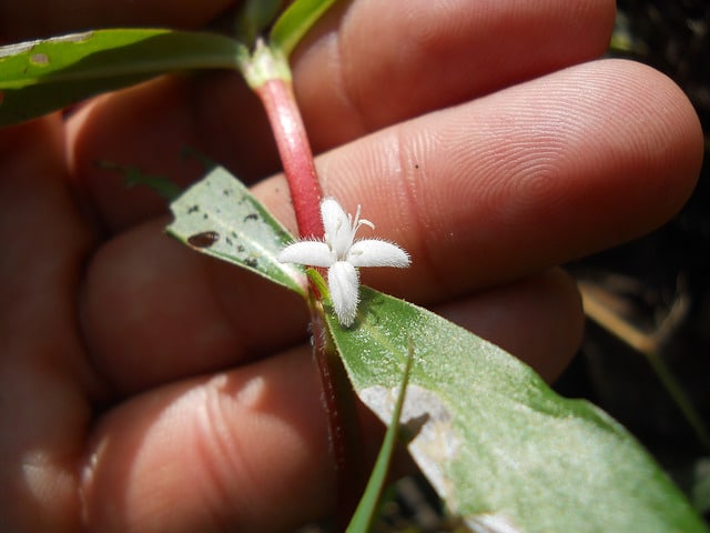 Diodia virginiana - Fiche botanique | Conservation Nature