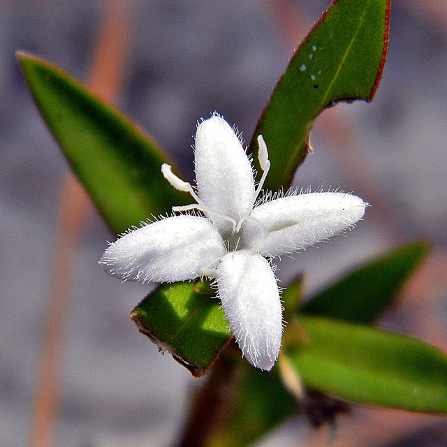 Diodia virginiana - Fiche botanique | Conservation Nature