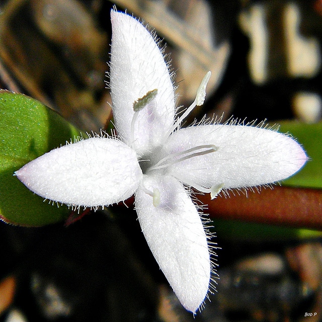 Diodia virginiana - Fiche botanique | Conservation Nature