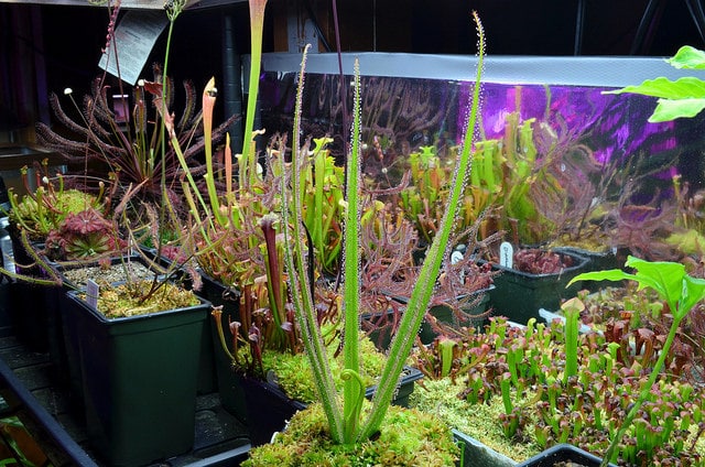 Rossolis royal (Drosera regia) - Fiche botanique | Conservation Nature