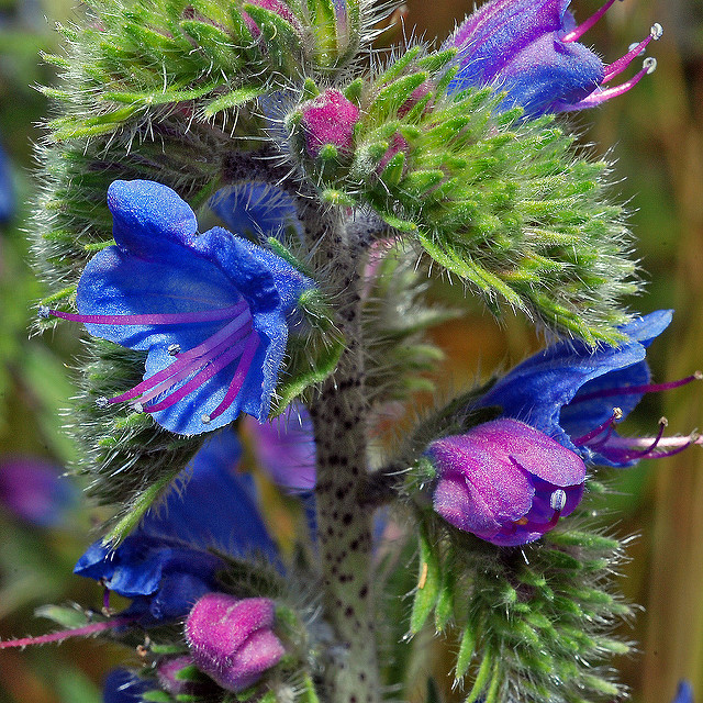 Vipérine commune (Echium vulgare) - Fiche botanique | Conservation Nature