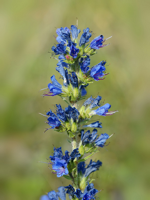 Vipérine commune (Echium vulgare) - Fiche botanique | Conservation Nature