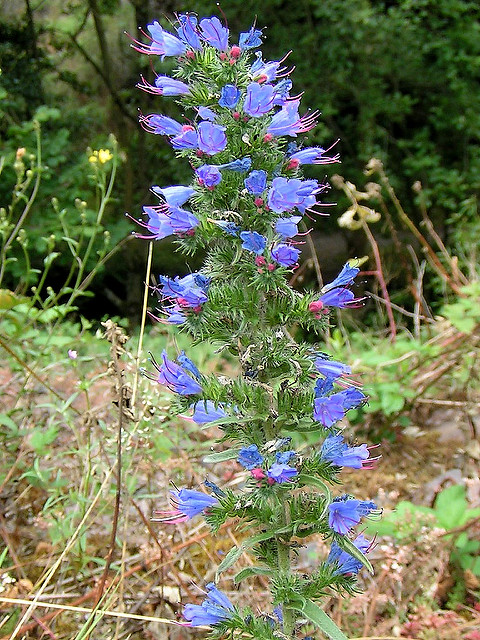 Vipérine commune (Echium vulgare) - Fiche botanique | Conservation Nature