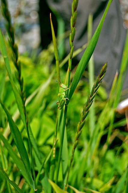 Chiendent officinal (Elymus repens) - Fiche botanique | Conservation Nature