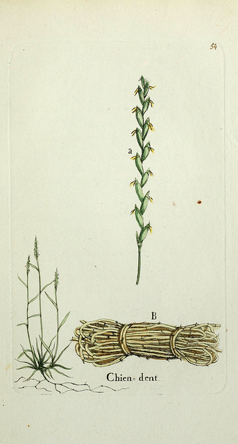 Chiendent officinal (Elymus repens) - Fiche botanique | Conservation Nature