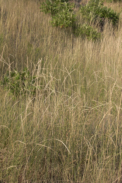 Chiendent officinal (Elymus repens) - Fiche botanique | Conservation Nature
