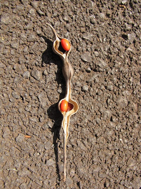Érythrine caffre (Erythrina caffra) - Fiche botanique | Conservation Nature