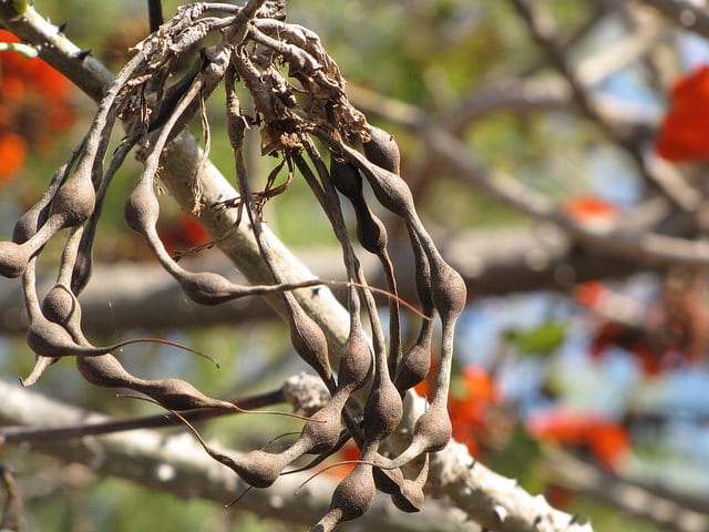 Érythrine caffre (Erythrina caffra) - Fiche botanique | Conservation Nature