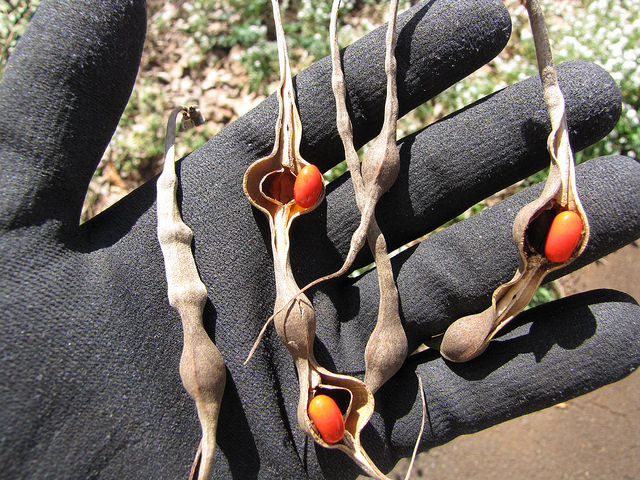 Érythrine caffre (Erythrina caffra) - Fiche botanique | Conservation Nature