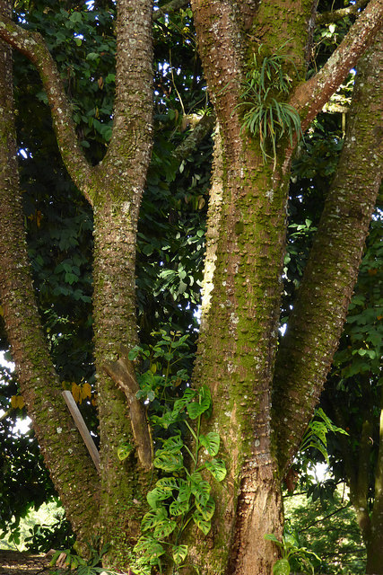 Erythrina fusca - Fiche botanique | Conservation Nature