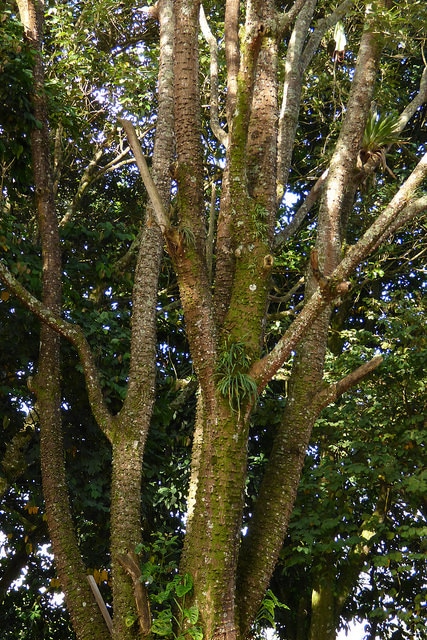 Erythrina fusca - Fiche botanique | Conservation Nature