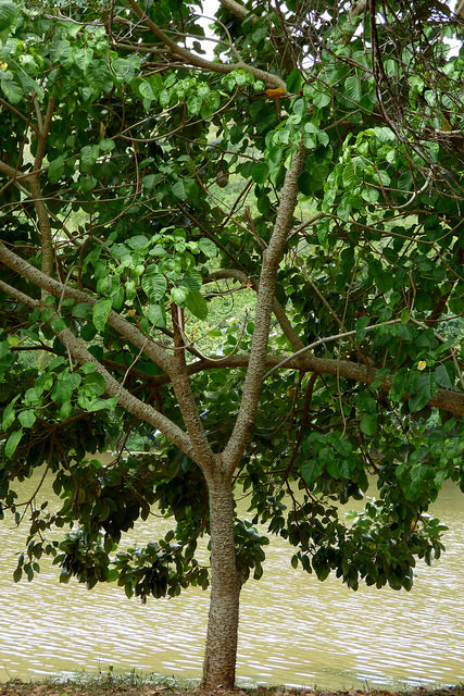 Erythrina fusca - Fiche botanique | Conservation Nature