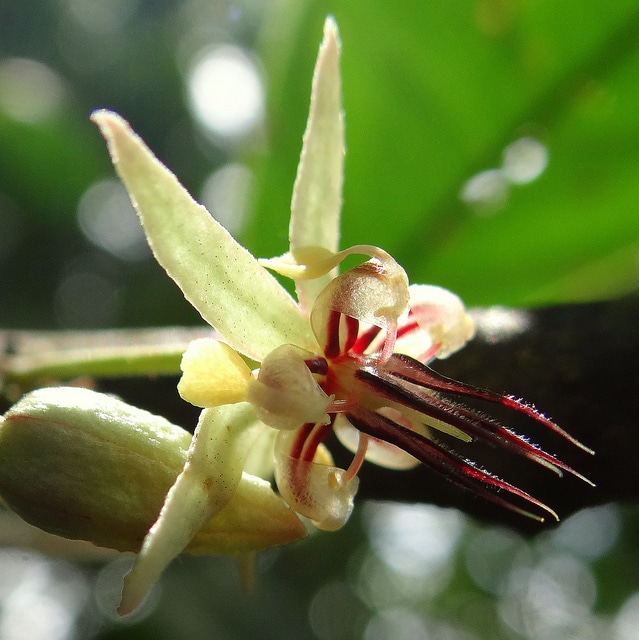 Erythrina fusca - Fiche botanique | Conservation Nature