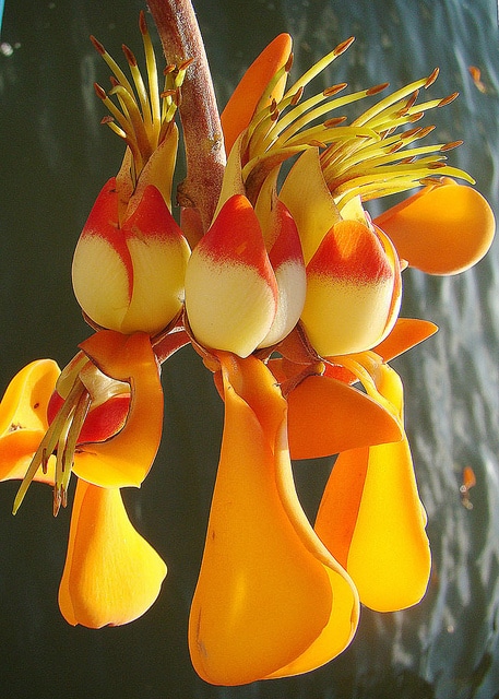 Erythrina fusca - Fiche botanique | Conservation Nature
