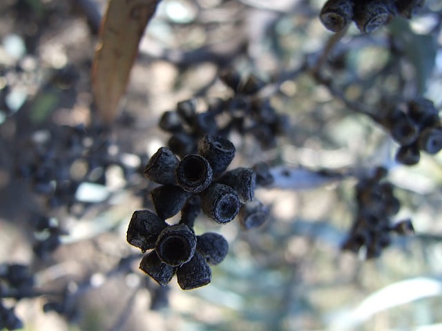 Eucalyptus viridis - Fiche botanique | Conservation Nature