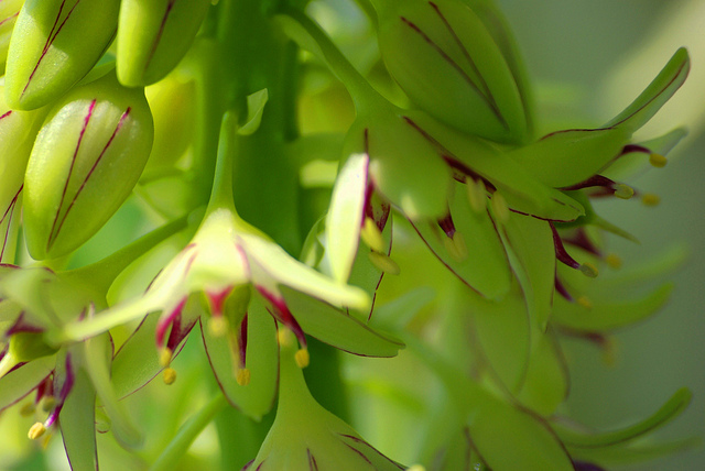 Fleur ananas (Eucomis bicolor) - Fiche botanique | Conservation Nature