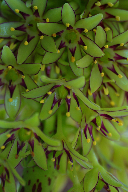 Fleur ananas (Eucomis bicolor) - Fiche botanique | Conservation Nature