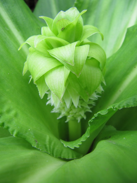 Fleur ananas (Eucomis bicolor) - Fiche botanique | Conservation Nature