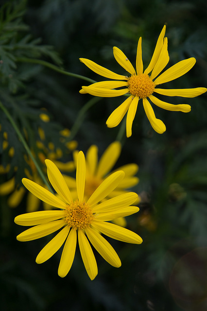 Euryops pectiné (Euryops pectinatus) - Fiche botanique | Conservation ...