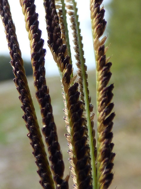 Eustachys petraea - Fiche botanique | Conservation Nature