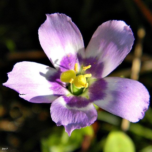 Eustoma exaltatum - Fiche botanique | Conservation Nature