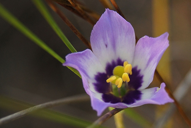 Eustoma exaltatum - Fiche botanique | Conservation Nature