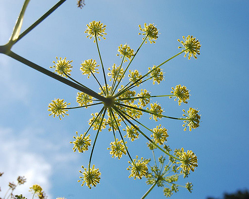 Fenouil commun (Foeniculum vulgare) - Fiche botanique | Conservation Nature