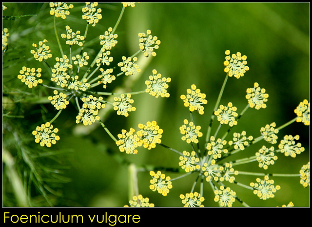 Fenouil commun (Foeniculum vulgare) - Fiche botanique | Conservation Nature