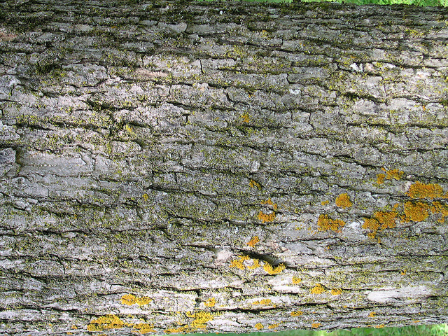 Frêne noir (Fraxinus nigra) - Fiche botanique | Conservation Nature