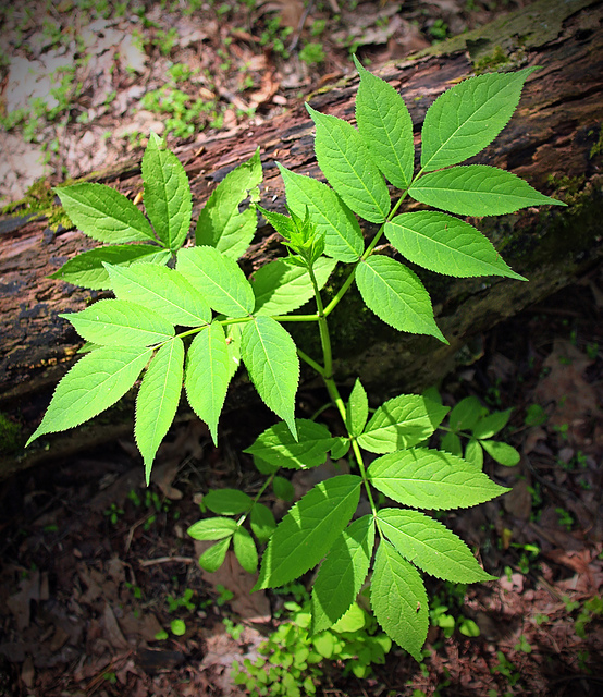 Frêne noir (Fraxinus nigra) - Fiche botanique | Conservation Nature