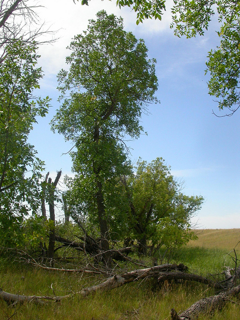 Frêne de pennsylvanie (Fraxinus pennsylvanica) - Fiche botanique ...