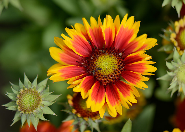 Gaillarde aristée (Gaillardia aristata) - Fiche botanique ...