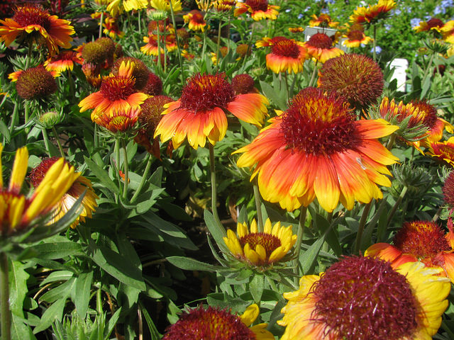 Gaillarde aristée (Gaillardia aristata) - Fiche botanique ...