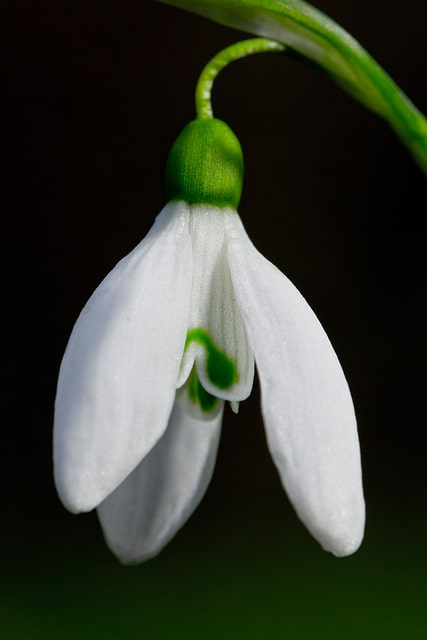 Perce-neige géant (Galanthus elwesii) - Fiche botanique | Conservation ...