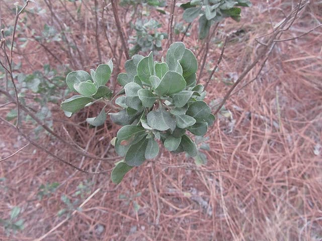 Garberia heterophylla - Fiche botanique | Conservation Nature