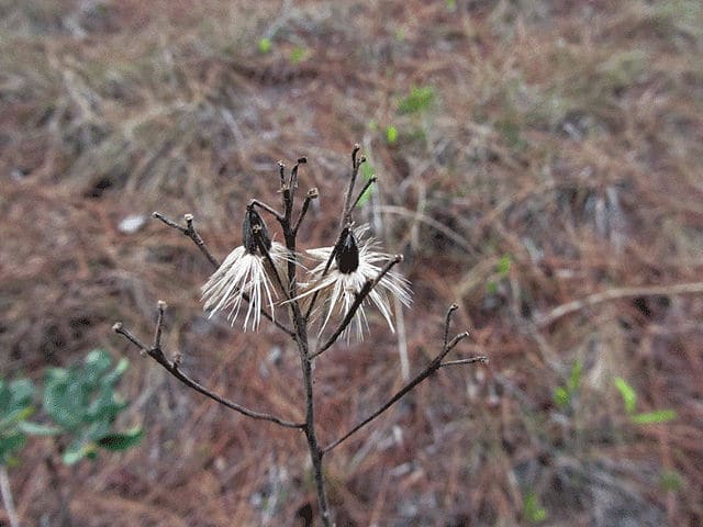 Garberia heterophylla - Fiche botanique | Conservation Nature