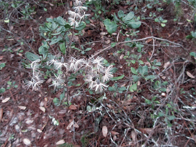 Garberia heterophylla - Fiche botanique | Conservation Nature