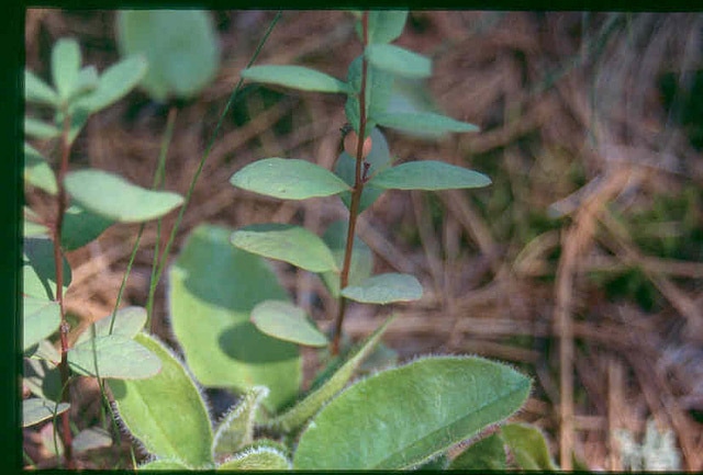 Geocaulon lividum - Fiche botanique | Conservation Nature