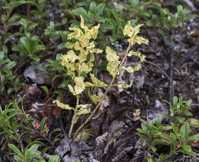 Geocaulon lividum - Fiche botanique | Conservation Nature