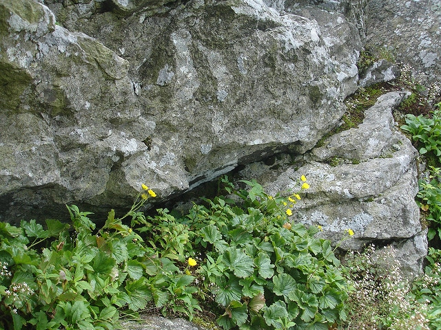 Geum radiatum - Fiche botanique | Conservation Nature