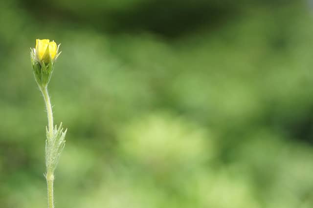 Geum radiatum - Fiche botanique | Conservation Nature