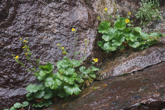 Geum radiatum - Fiche botanique | Conservation Nature