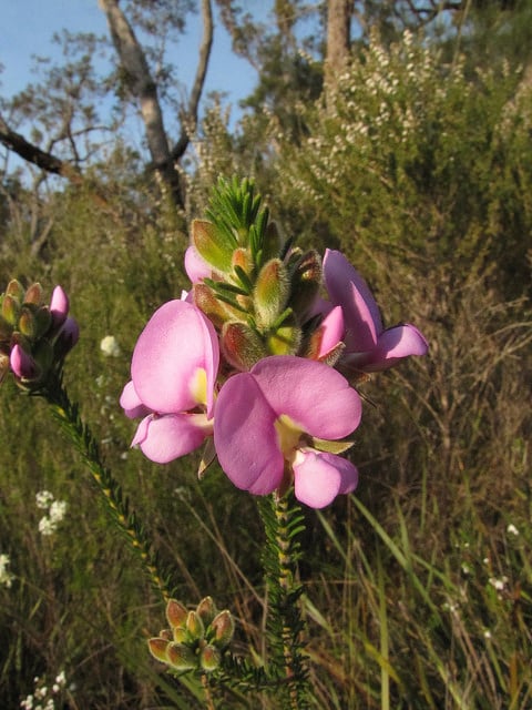 Gompholobium scabrum - Fiche botanique | Conservation Nature
