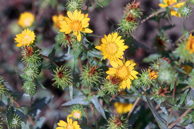 Grindelia integrifolia - Fiche botanique | Conservation Nature