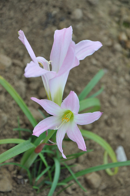 Habranthus (Habranthus robustus) - Fiche botanique | Conservation Nature
