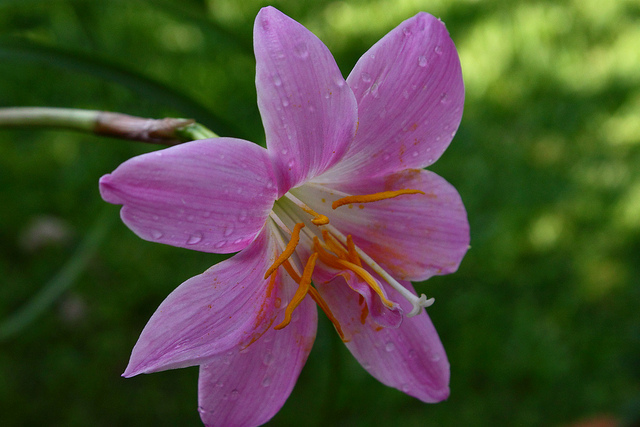 Habranthus (Habranthus robustus) - Fiche botanique | Conservation Nature