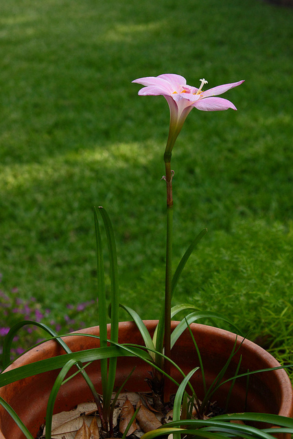 Habranthus (Habranthus robustus) - Fiche botanique | Conservation Nature